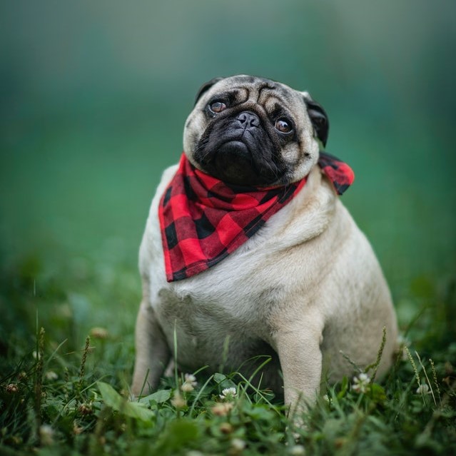 Project: Landing Page